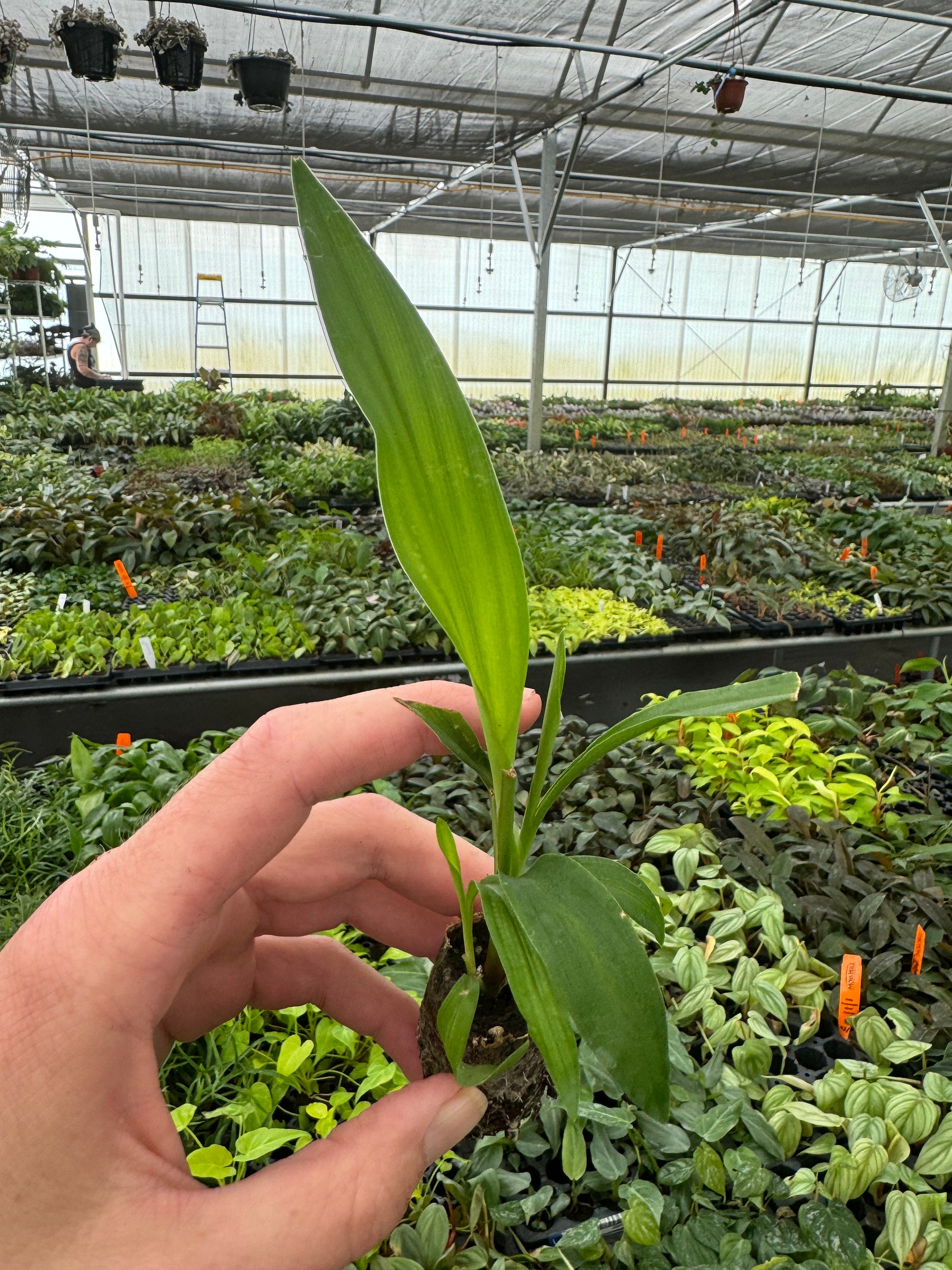 Curcuma Siam Sublime Starter Plant (ALL STARTER PLANTS Require You to ...