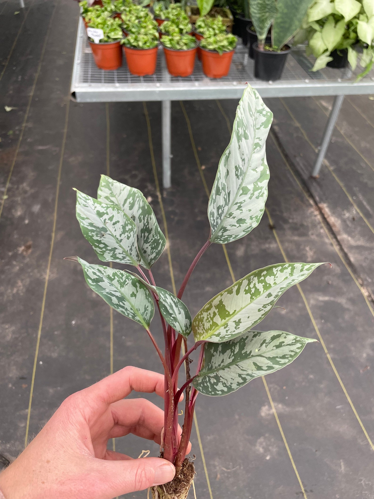 Apoballis Acuminatissimum Aka lavallei or red Sword - Etsy