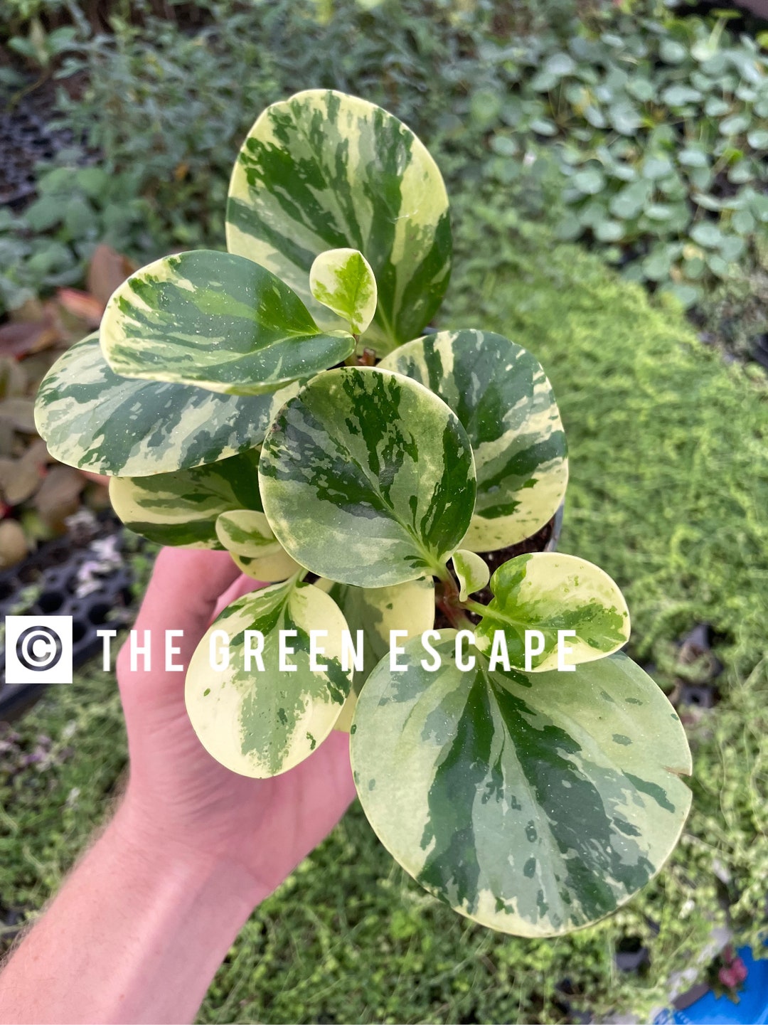 Marble Variegated Peperomia 4”pot (ALL PLANTS Require You to Purchase 2 ...