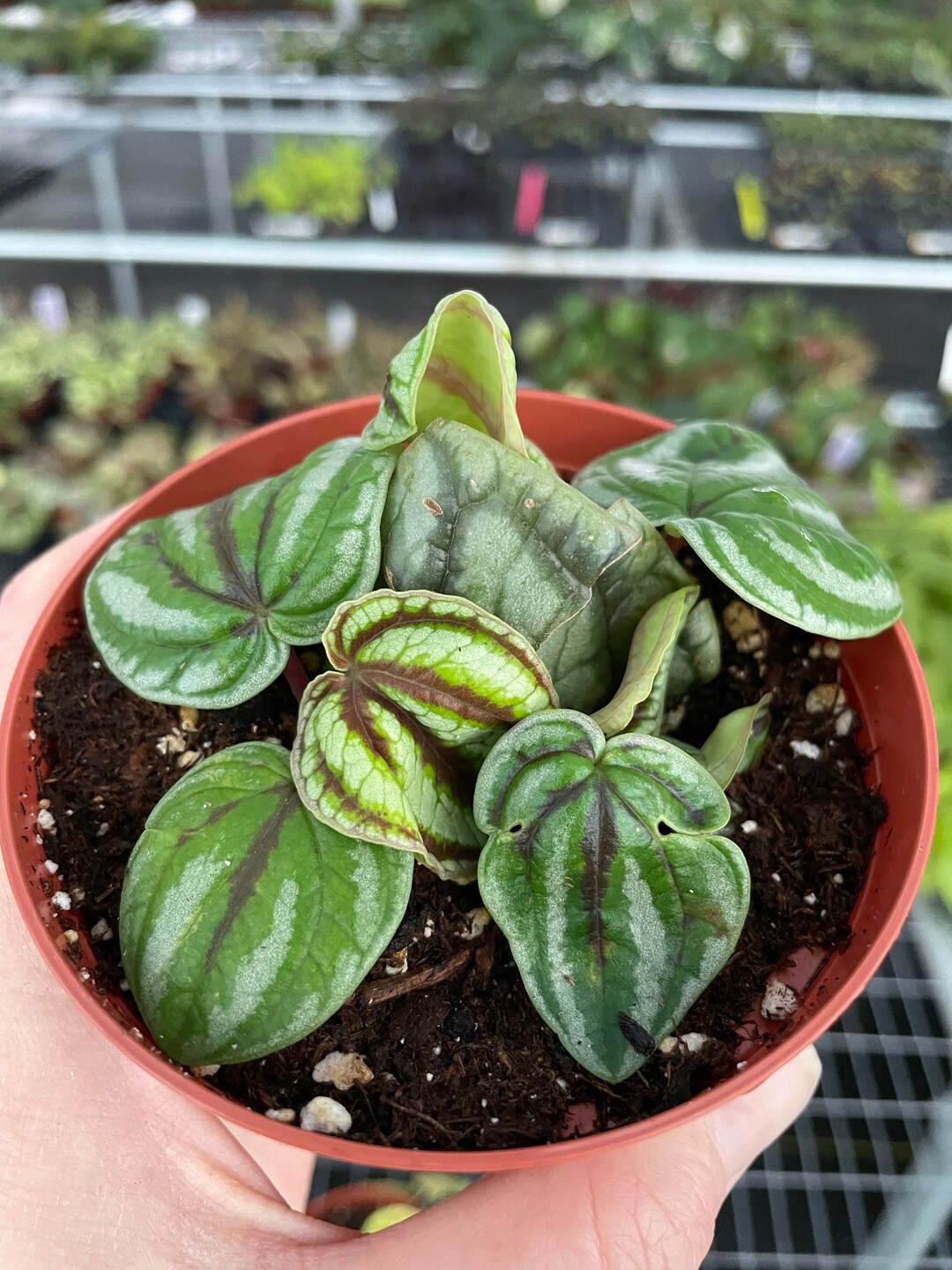 New Cultivar Peperomia Dragon Skin 4pot ALL PLANTS Require - Etsy
