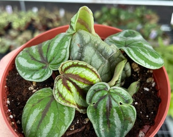 Peperomia Dragon Skin - Etsy