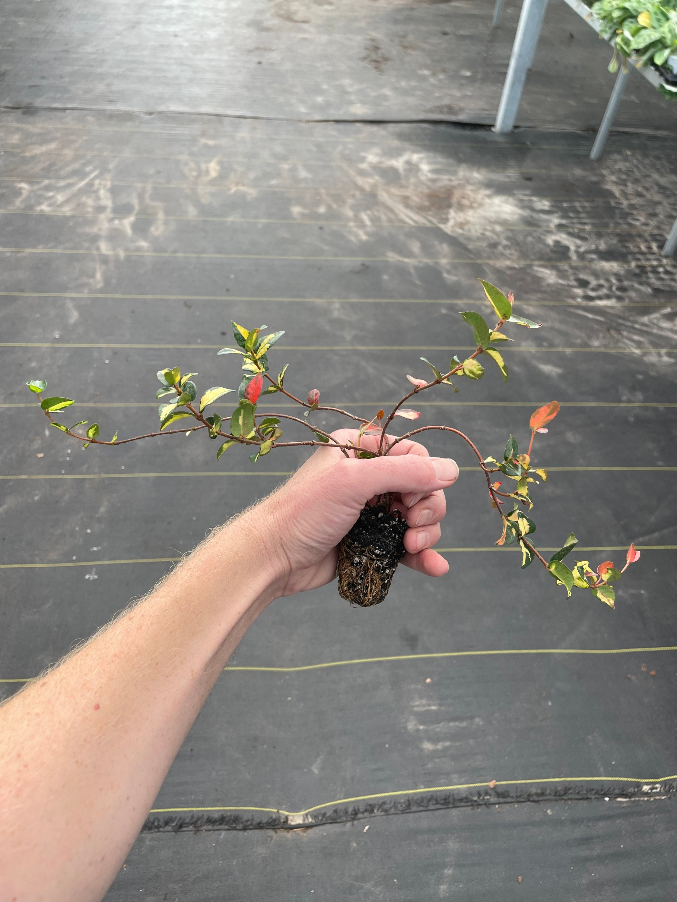 Summer Sunset Asiatic Jasmine Starter Plant (ALL STARTER PLANTS Require ...