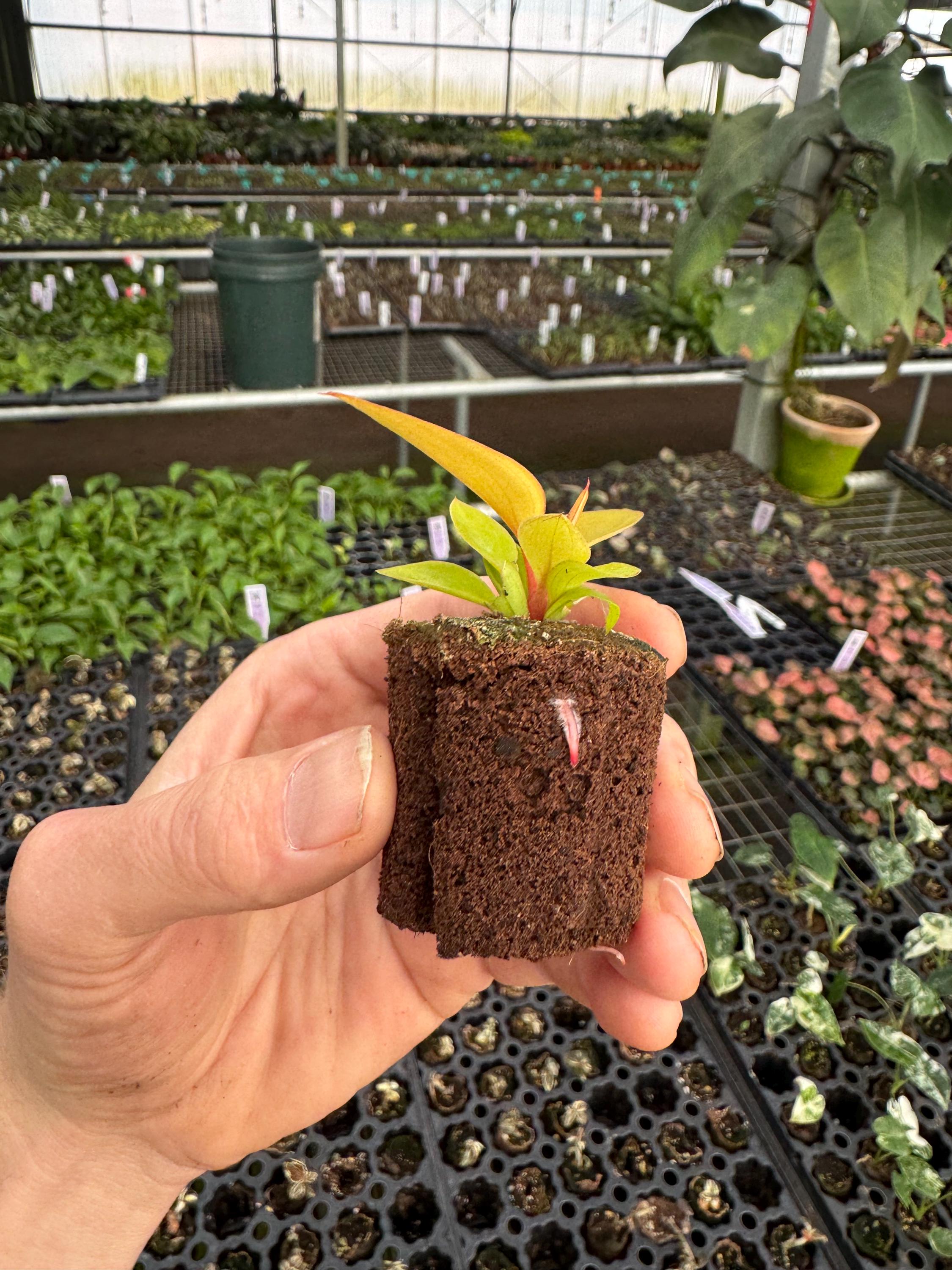 Philodendron Mars Starter Plant (ALL STARTER PLANTS Require You to ...