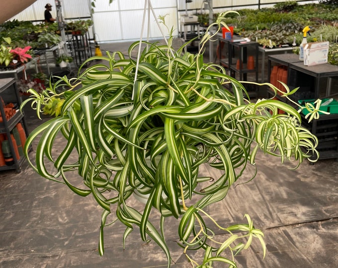 Curly Spider Plant “bonnie” 8” Hanging Basket (ALL PLANTS Require You ...