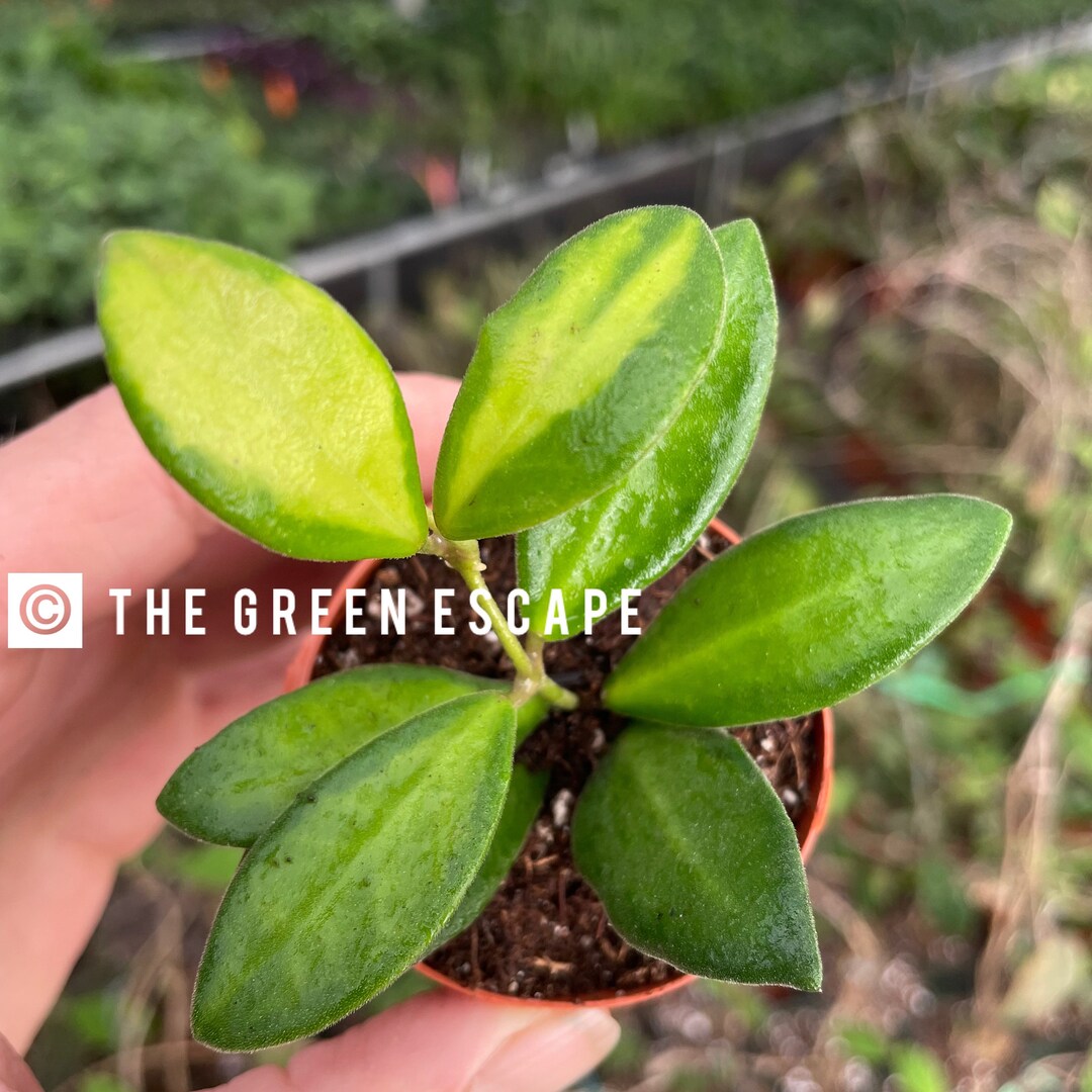 Hoya Ds-70 Variegated 2” Pot (ALL PLANTS Require You to Purchase 2 ...