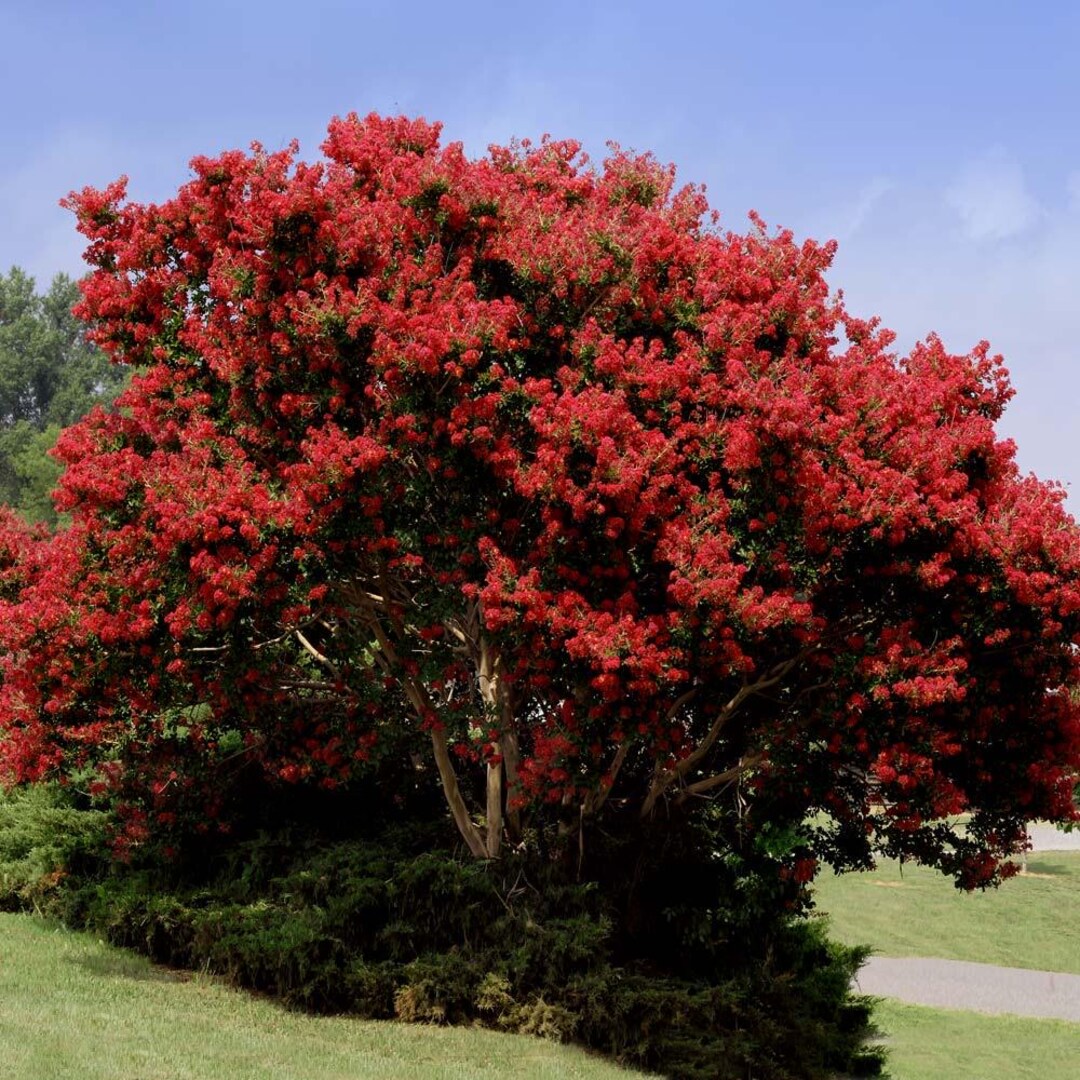 Crape Myrtle Ruby Starter Plant (ALL STARTER PLANTS Require You to ...