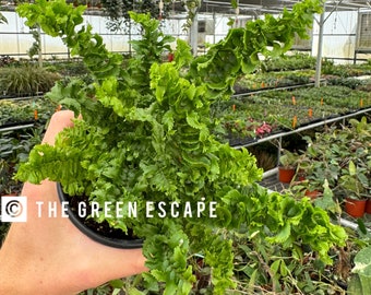 Crispy Wave Fern 4 Pot ALL PLANTS Require You to Purchase 2 Plants - Etsy