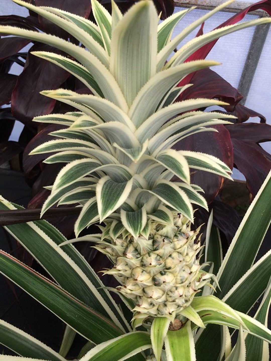 Variegated Pineapple “juicy” Starter Plant (ALL STARTER PLANTS Require ...