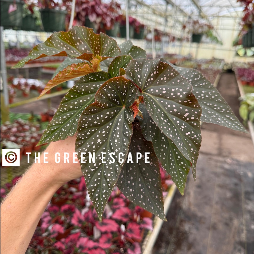 Harmonys Rain Dance Angel Wing Begonia 4” Pot (ALL PLANTS Require You ...