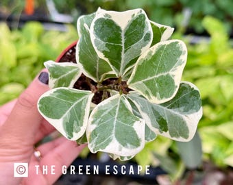 Ficus Triangularis Variegated | 4in Pot | Cuttings - Etsy