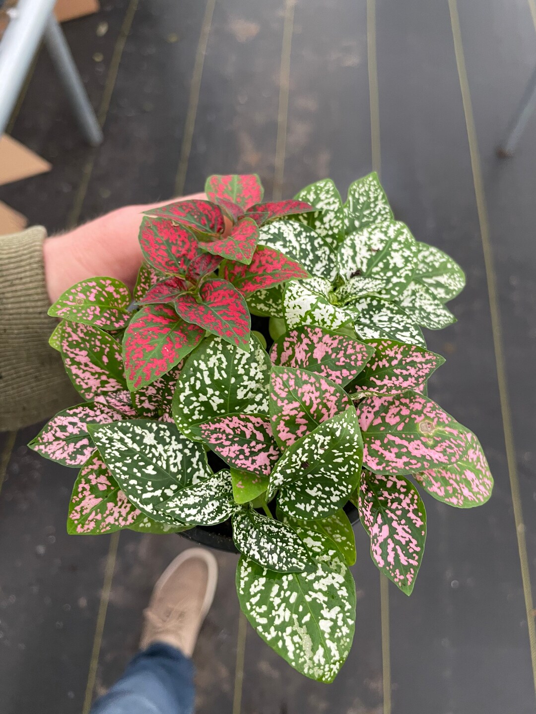 Hypoestes Mixed 4”pot (ALL PLANTS Require You to Purchase 2 Plants!) - Etsy