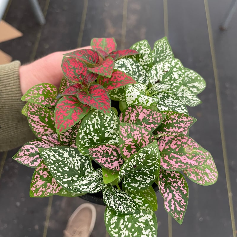 Hypoestes Phyllostachya - Etsy