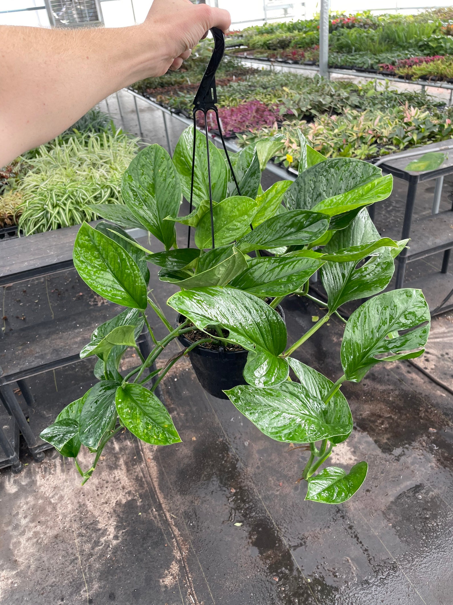 Monstera Pinnatipartita siam 8 Hanging Baskets ALL PLANTS - Etsy