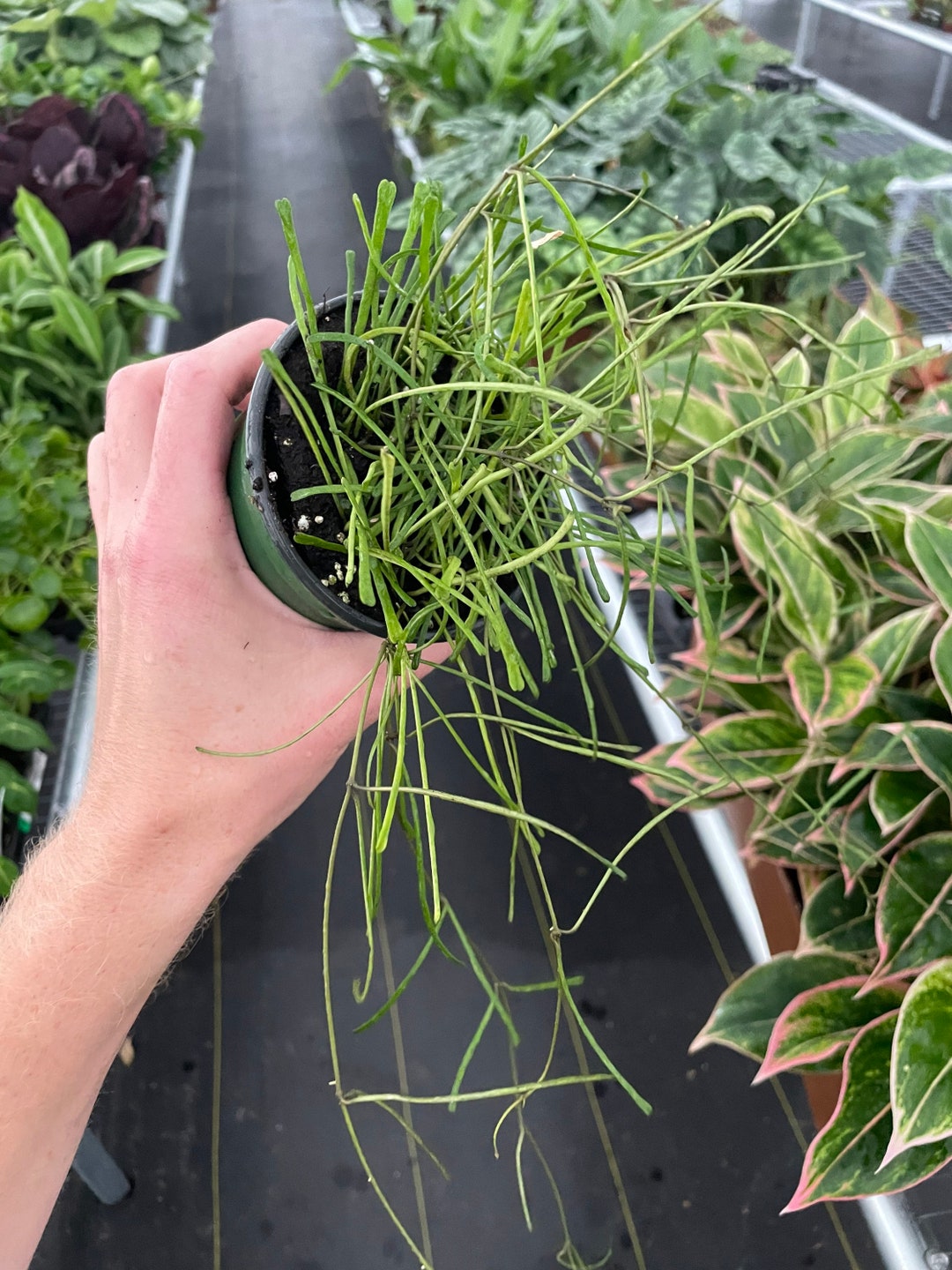 Hoya Retusa 4” Pot (ALL PLANTS Require You to Purchase 2 Plants!) - Etsy