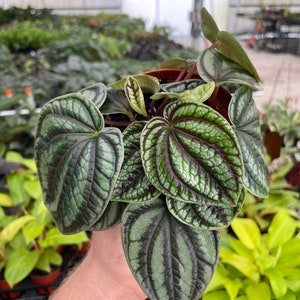 New Cultivar! Peperomia Dragon Skin 4”pot (ALL PLANTS Require You to ...