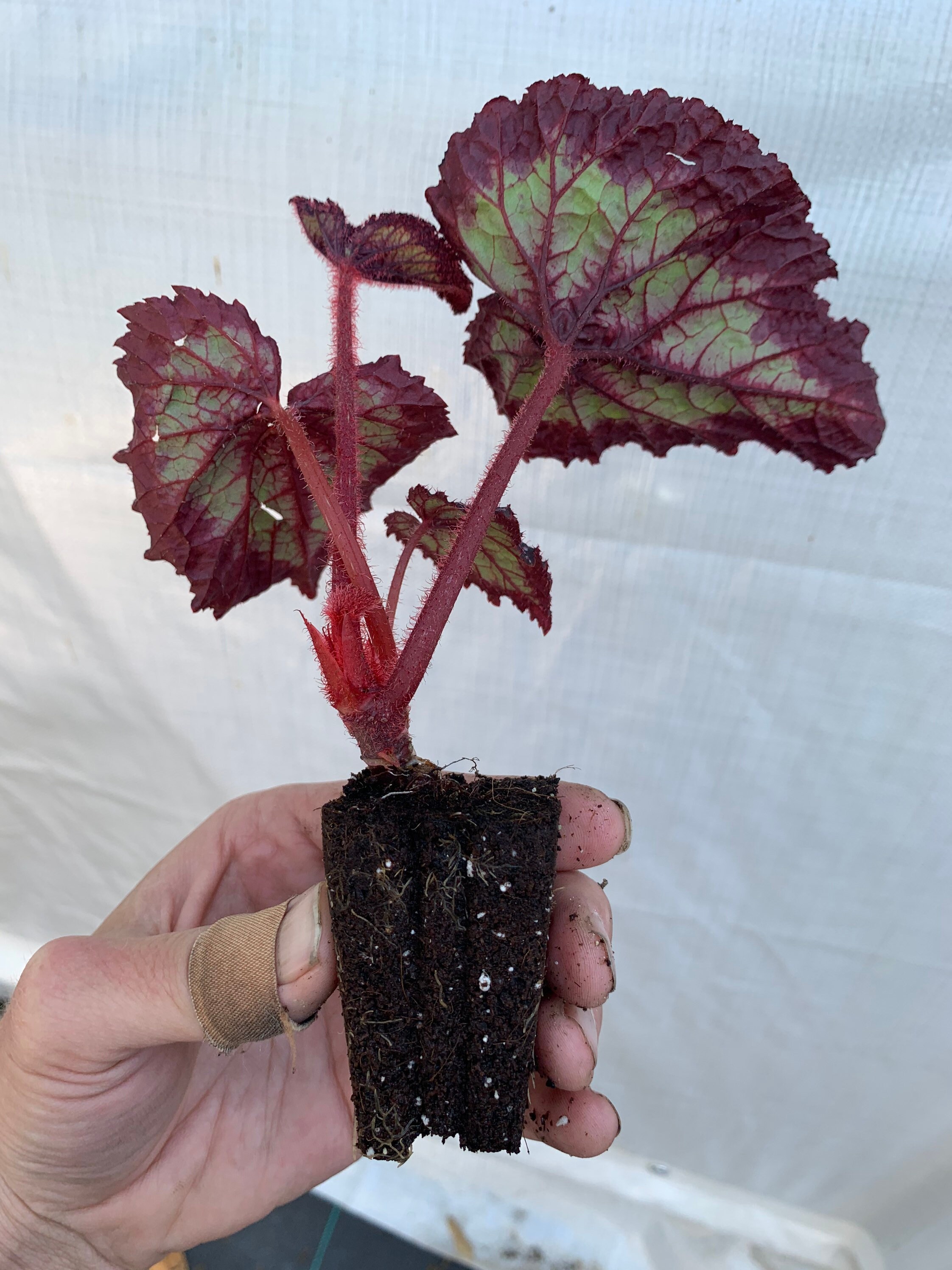 Begonia Fireworks Starter Plant ALL STARTER PLANTS require | Etsy