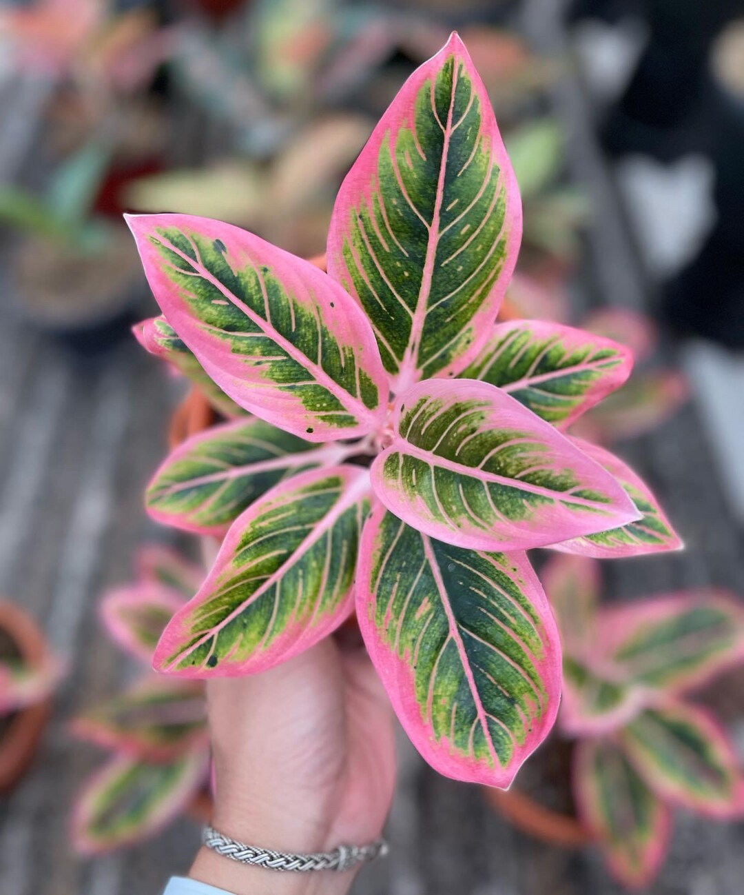 Aglaonema Lotus Delight Starter Plant ALL STARTER PLANTS Require You to ...
