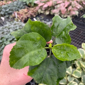 Kade Archer Hibiscus Starter Plant (ALL STARTER PLANTS Require You to ...