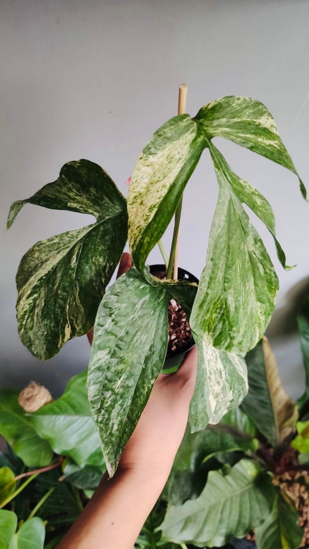 Albo Variegated Spider Man Monstera variegated Amydrium Medium Starter ...