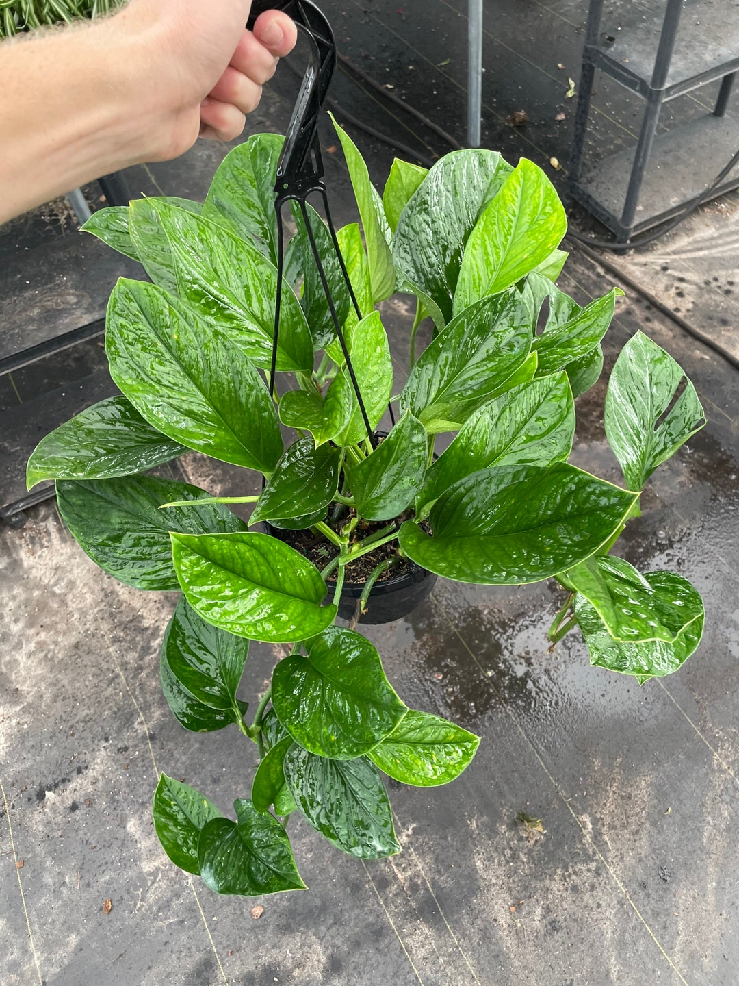 Monstera Pinnatipartita siam 8 Hanging Baskets ALL PLANTS Require You ...