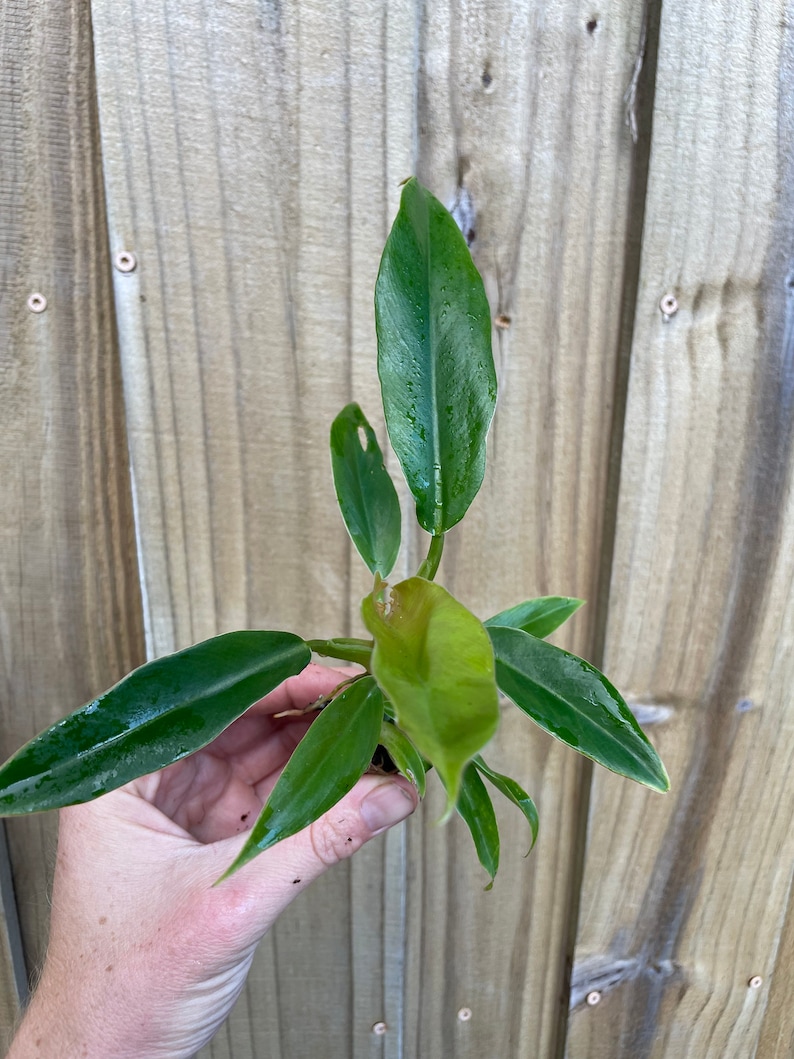 Philodendron Jungle Boogie/tiger Tooth/narrow Starter Plant - Etsy