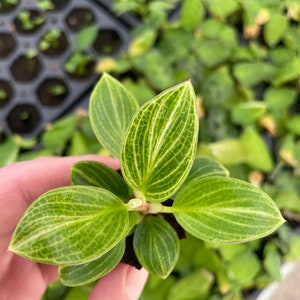 Philodendron Birkin Galaxy Starter Plant (ALL STARTER PLANTS Require ...
