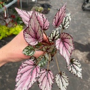 Hugh Mclaughlin Begonia Starter Plant (ALL STARTER PLANTS Require You ...