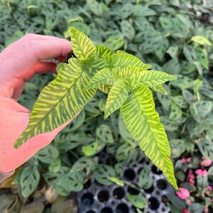 Golden Zebra Fern Starter Plant ALL STARTER PLANTS Require You to ...