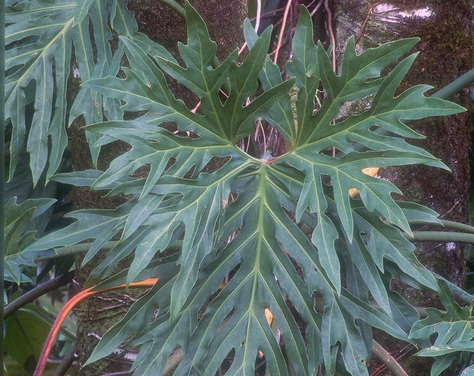 Philodendron Radiatum Starter Plant (ALL STARTER PLANTS Require You to ...