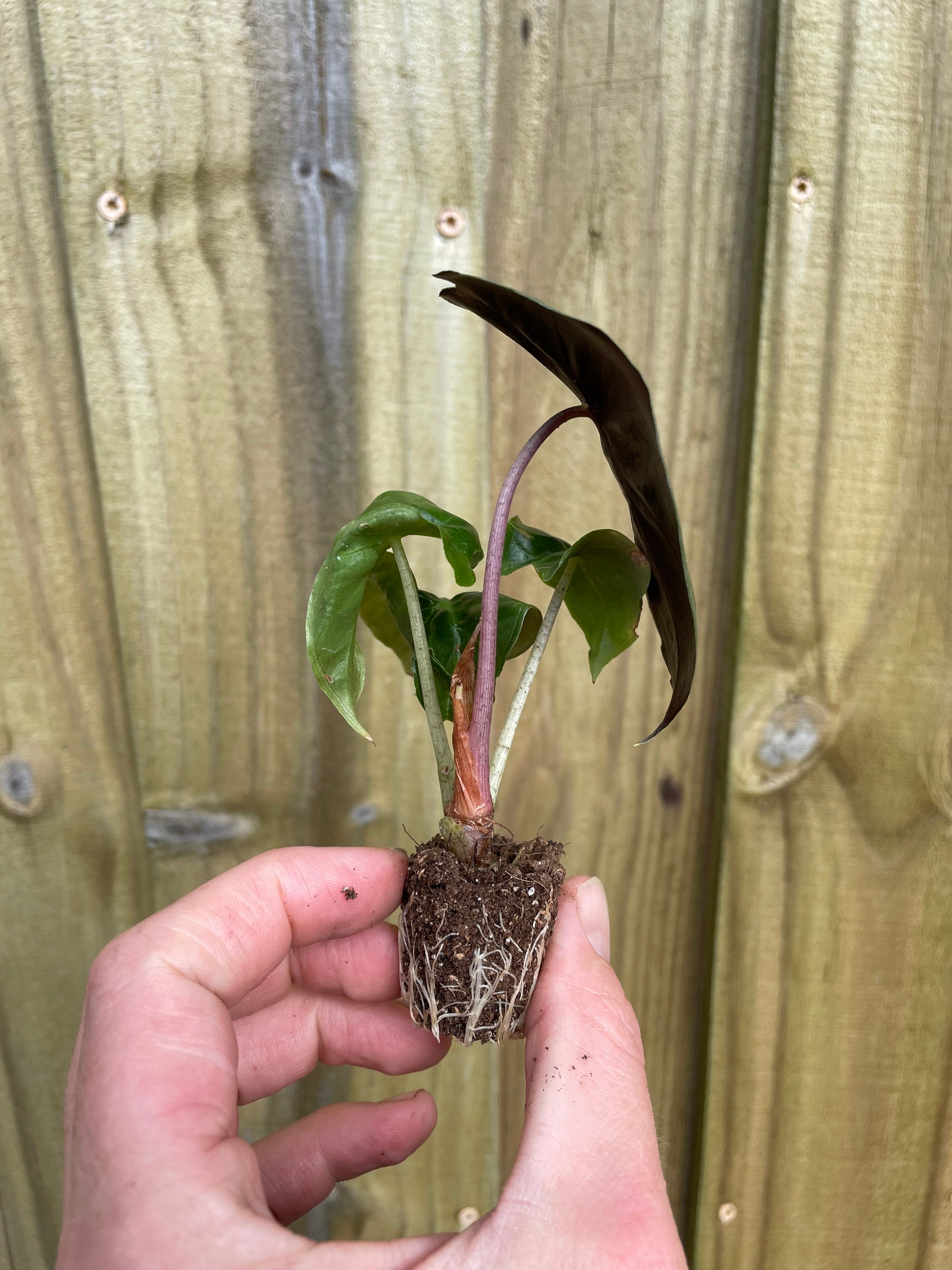 Alocasia Pink Princess Starter Plant (ALL STARTER PLANTS Require You to ...