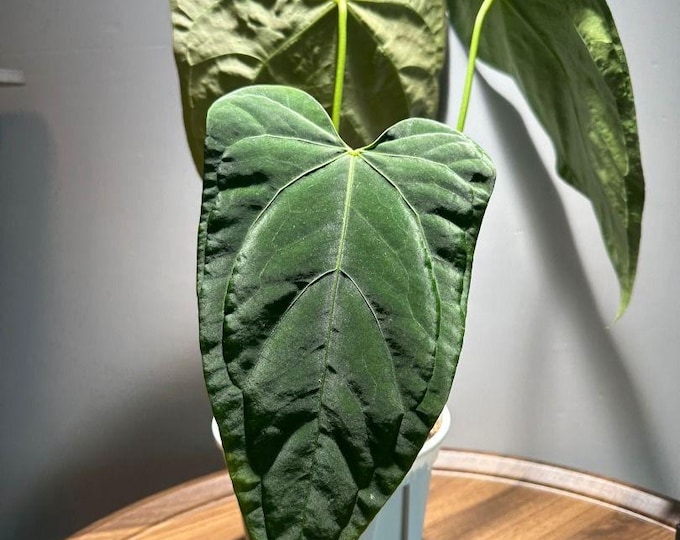 Anthurium Forgetii X Carlablackiae amanda X Besseae Aff Seedling Seed Grown Hybrid Exact Plant ...