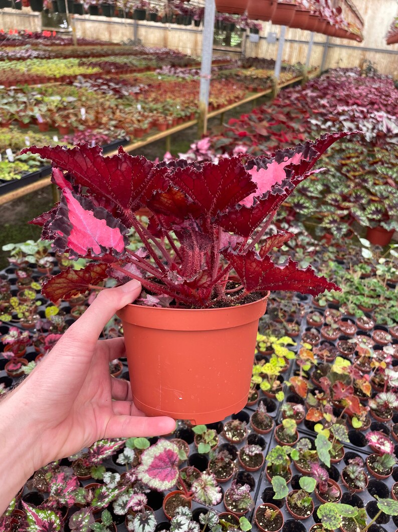 Harmonys Red Robin Begonia 6”pot (ALL PLANTS Require You to Purchase 2 ...