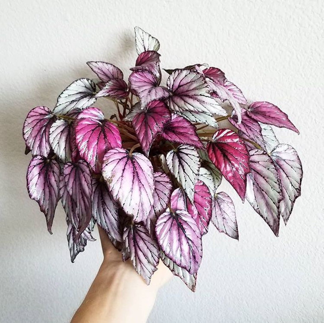 Hugh Mclaughlin Begonia Starter Plant (ALL STARTER PLANTS Require You ...