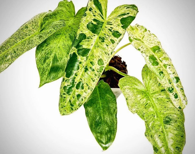Philodendron Paraiso Verde : Indoor Plants - Easy Care Houseplant ...