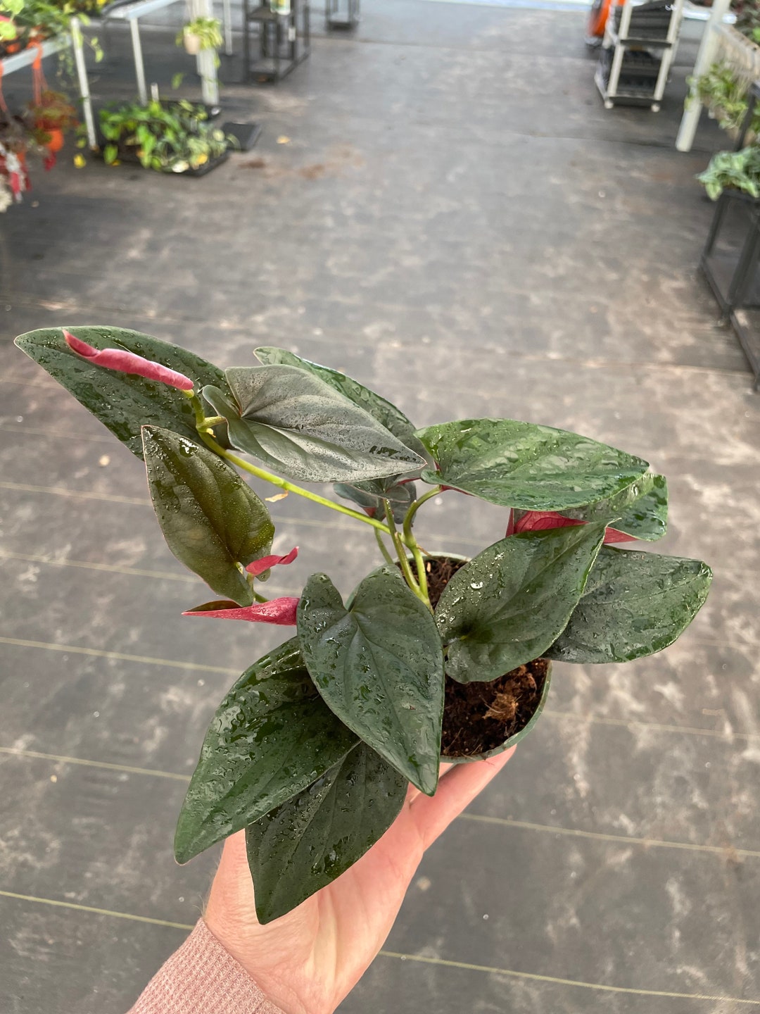 Syngonium Red Arrow 4” Pot (ALL PLANTS Require You to Purchase 2 Plants ...