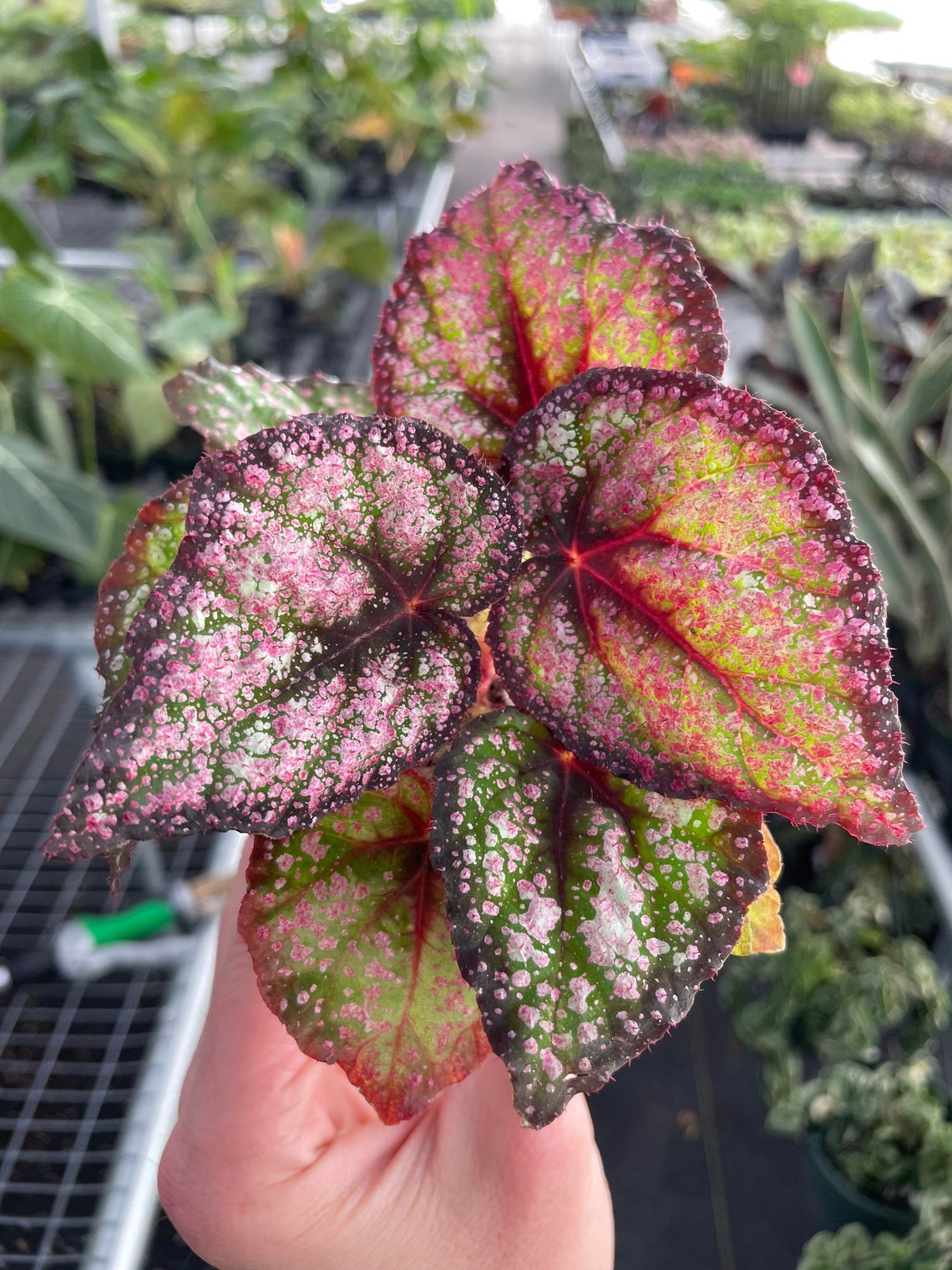 Harmonys Royal Majesty Begonia Starter Plant ALL STARTER - Etsy
