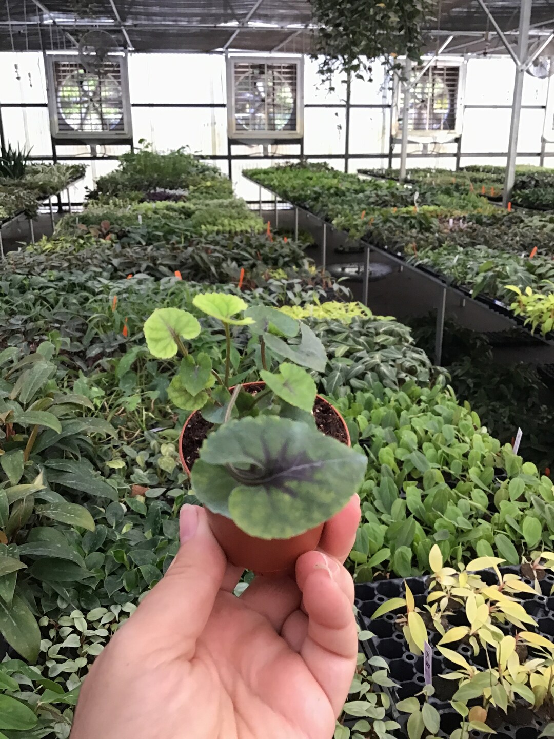 Viola Heartthrob 2 Pot ALL PLANTS Require You to Purchase 2 Plants - Etsy