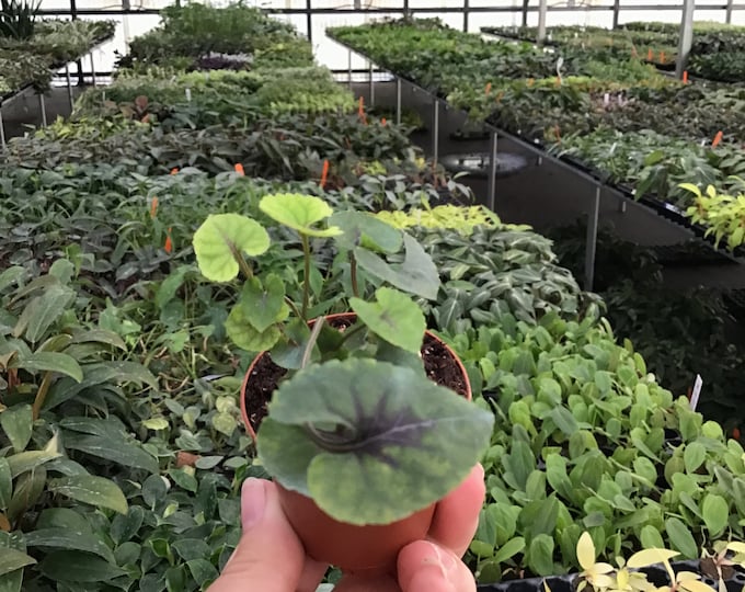 Viola Heartthrob 2” Pot (ALL PLANTS Require You to Purchase 2 Plants ...