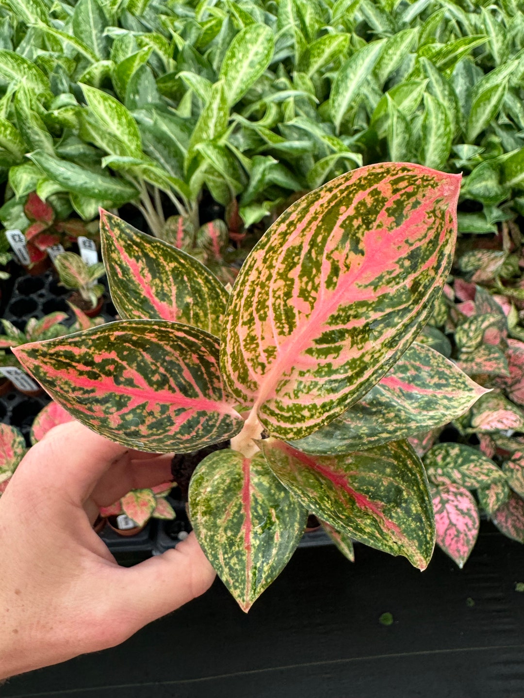 Aglaonema Golden Powder Starter Plant (ALL STARTER PLANTS Require You ...