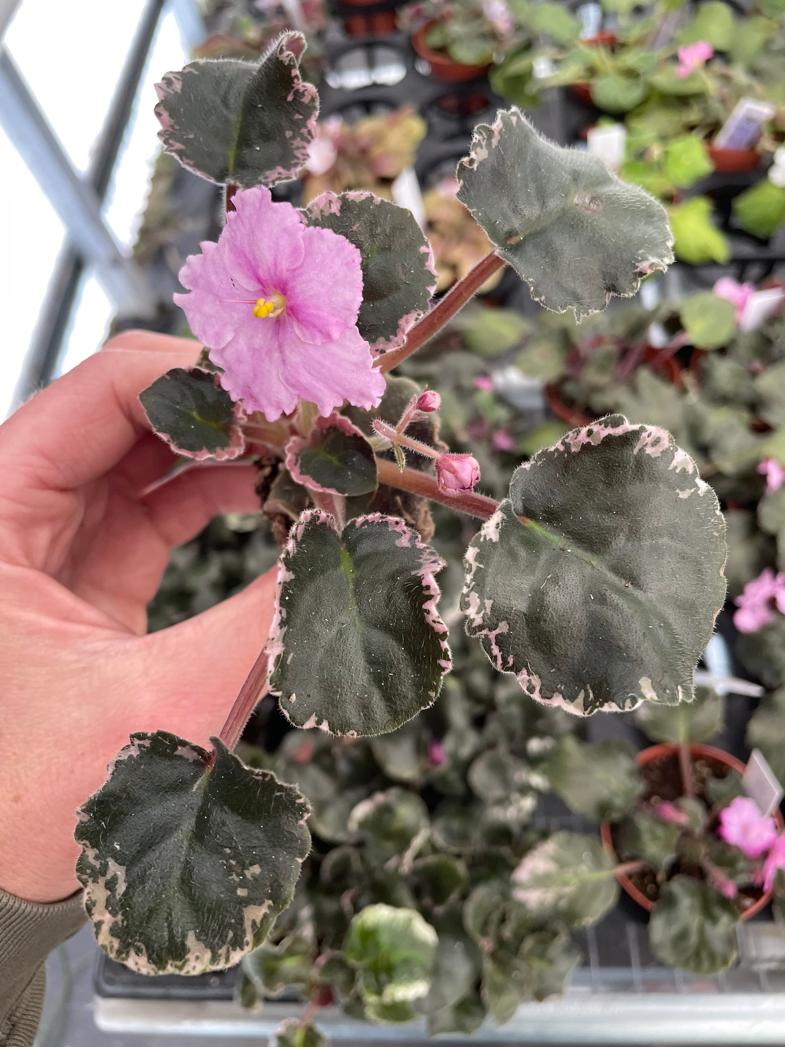 Pink Variegated African Violet wranglers Dixie Celebration - Etsy