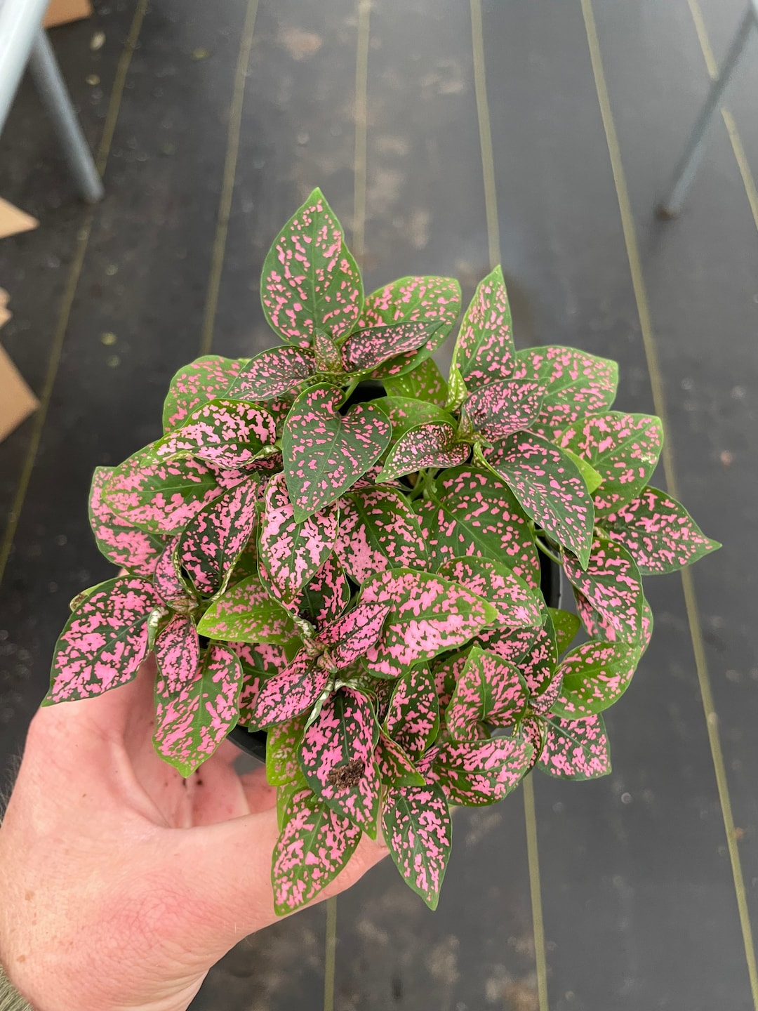 Hypoestes Rose 4”pot (ALL PLANTS Require You to Purchase 2 Plants!) - Etsy