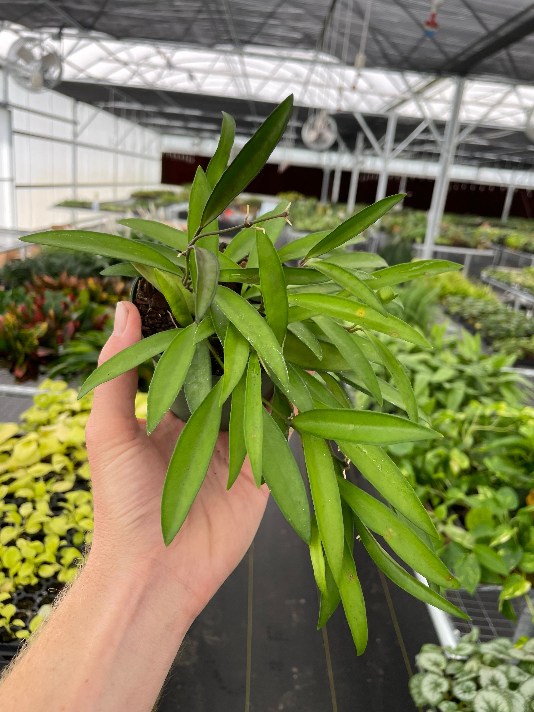 Hoya Wayetti Green 4 Pot ALL PLANTS Require You to Purchase - Etsy