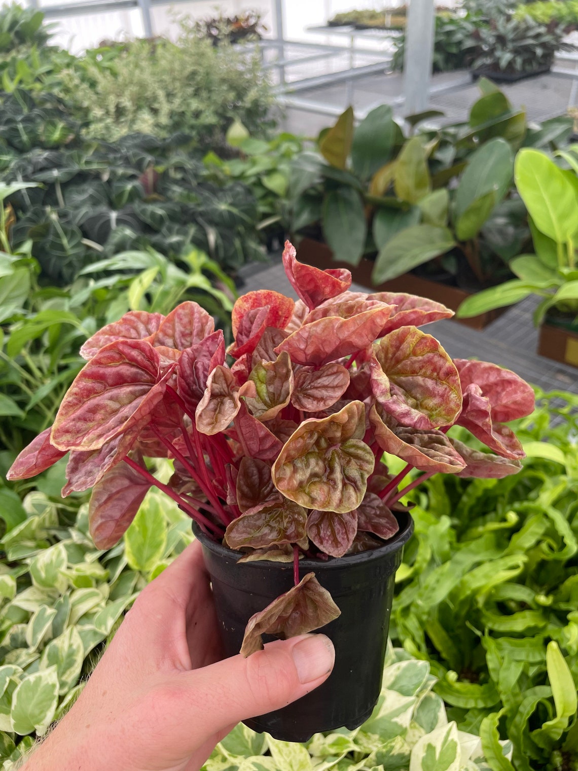 Peperomia Quito 4pot ALL PLANTS Require You to Purchase 2 - Etsy