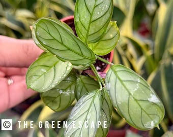 Calathea Burle Marx Amagris 4” Pot (ALL PLANTS Require You to Purchase ...