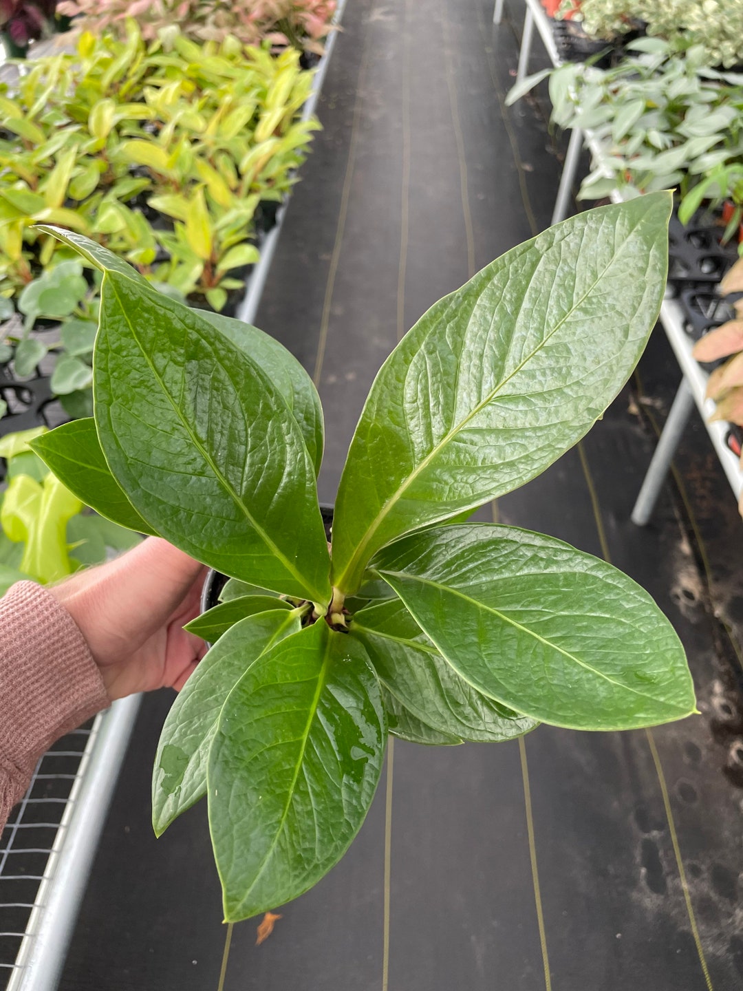 Anthurium Jenmanii 4” Pot (ALL PLANTS Require You to Purchase 2 Plants ...