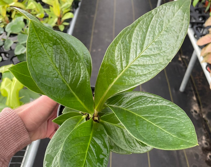 Anthurium Jenmanii 4” Pot (ALL PLANTS Require You to Purchase 2 Plants ...