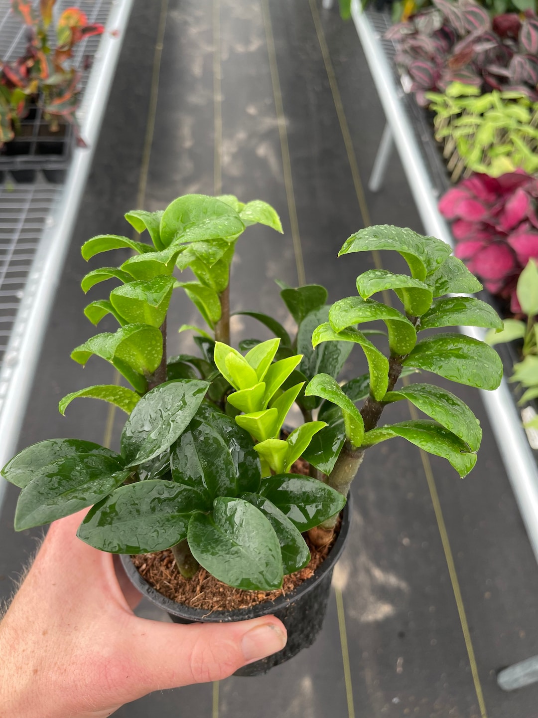 Zz Zenzi Plant zamioculcas Zamiifolia 4 Pot ALL PLANTS Require You to ...