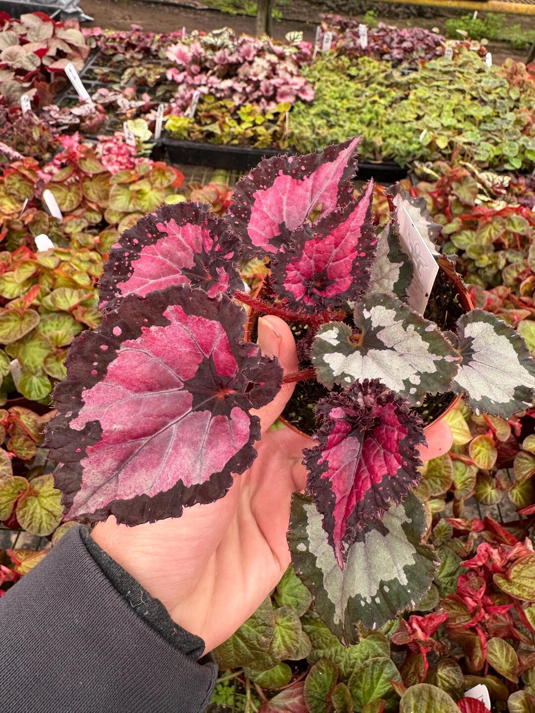 Begonia Harmonys Curly Black Beauty 4” Pot (ALL PLANTS Require You to ...