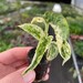 Albo Variegated Spider Man Monstera variegated Amydrium Medium Starter ...