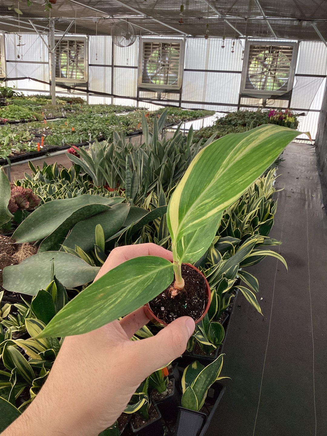 Variegated Ginger ”alpina Zerumbet” 2” Pot (ALL PLANTS Require You to ...